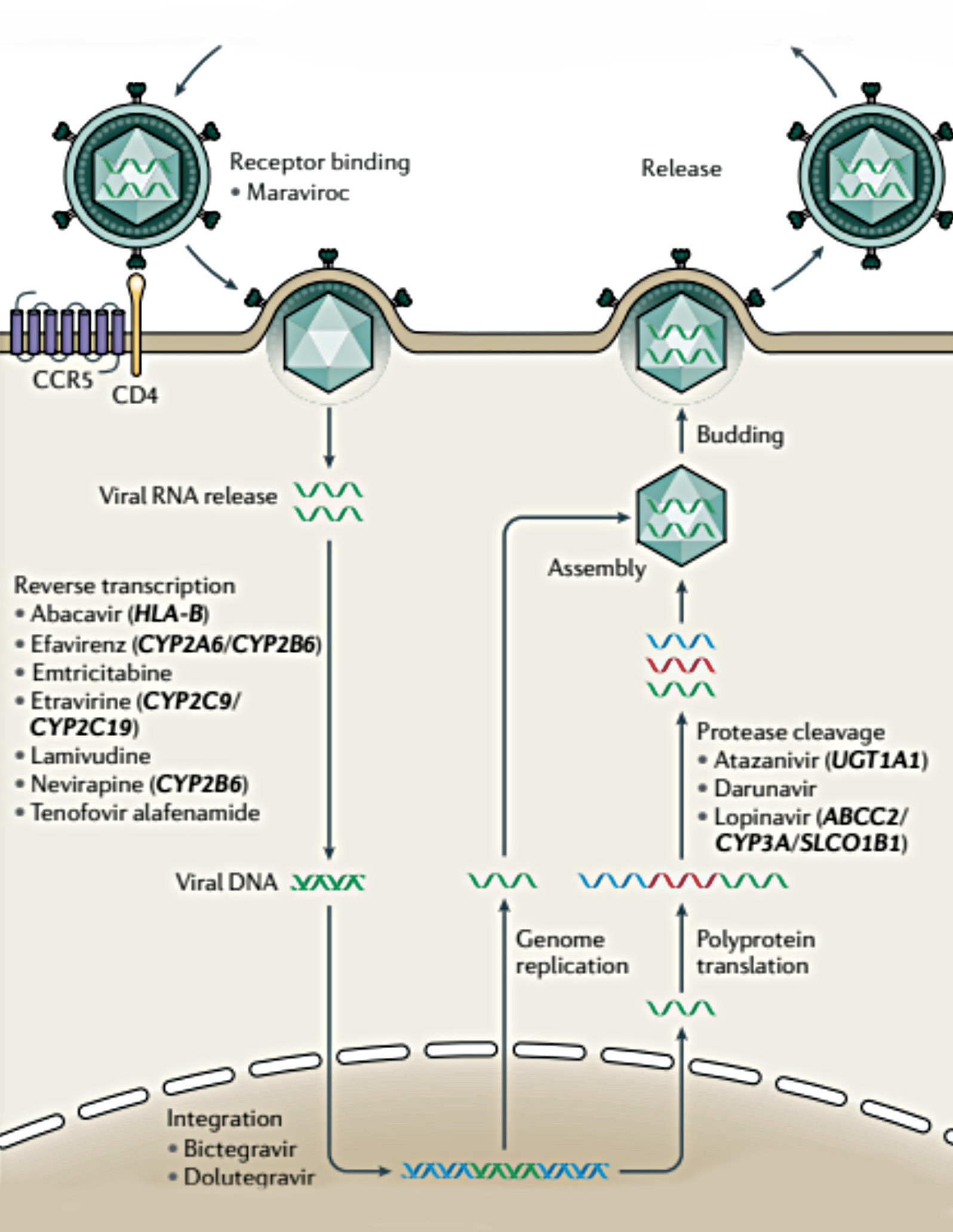 The Past, Present And Future Of HIV Treatment - Irish Pharmacist